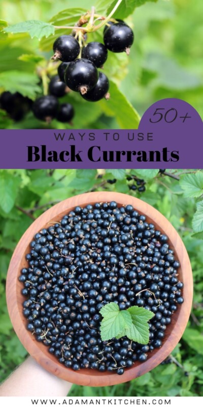 50+ Blackcurrant Recipes - Adamant Kitchen