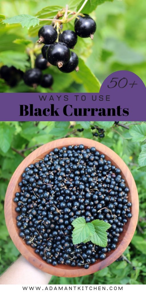 50+ Blackcurrant Recipes - Adamant Kitchen