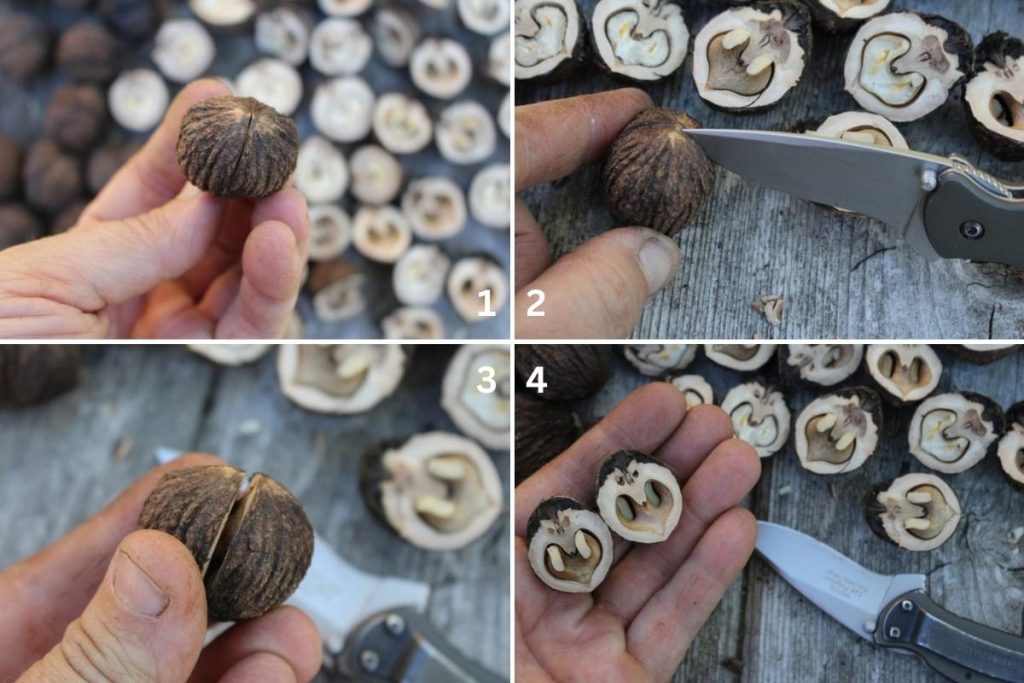 20+ Black Walnut Recipes - Adamant Kitchen