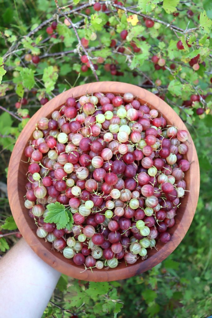 70+ Gooseberry Recipes - Adamant Kitchen