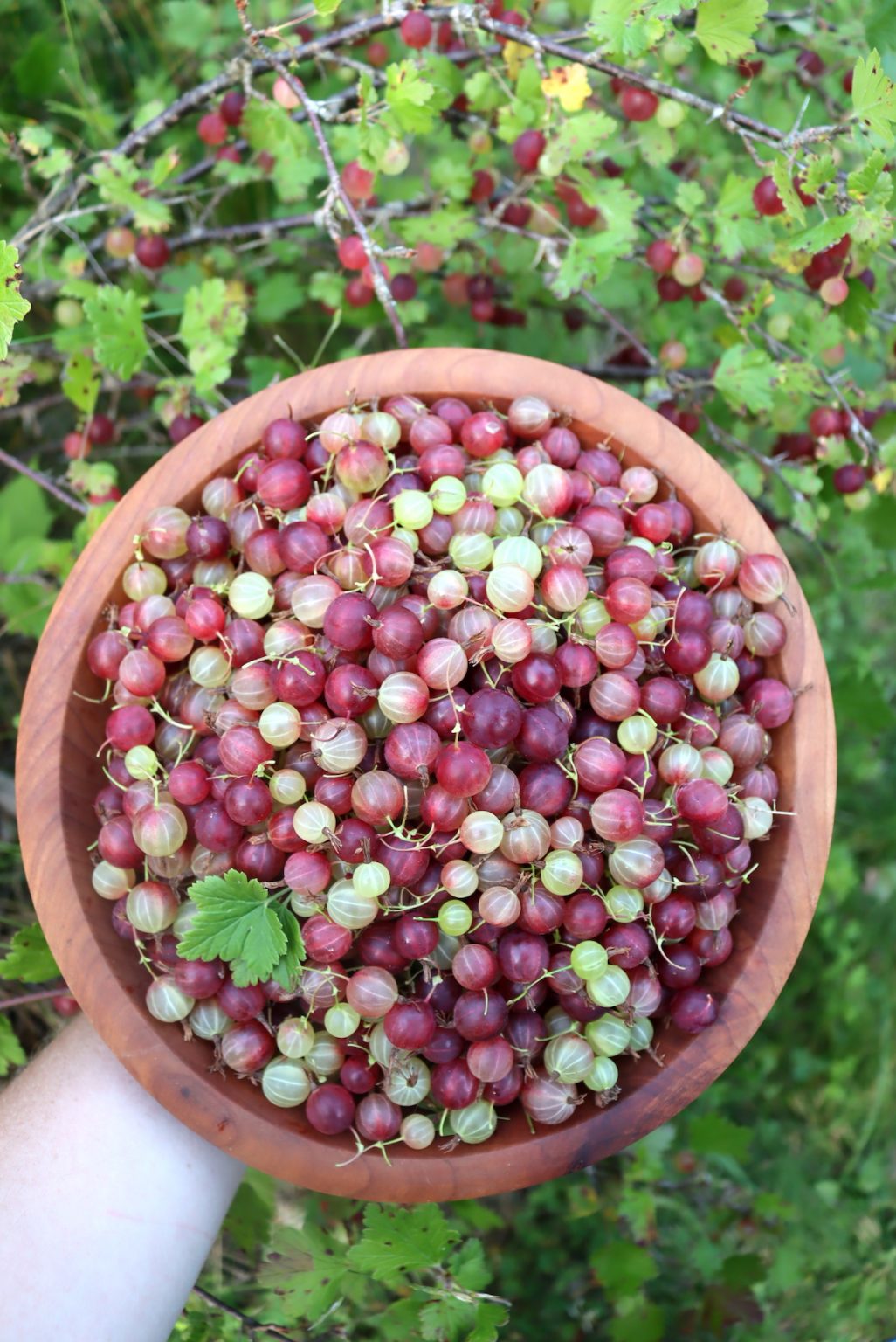 Gooseberry Pie - Adamant Kitchen