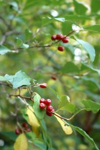 12+ Autumn Olive Recipes - Adamant Kitchen