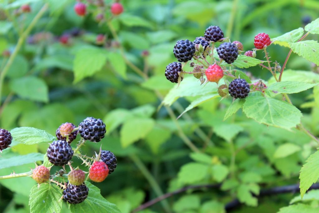 30+ Black Raspberry Recipes - Adamant Kitchen