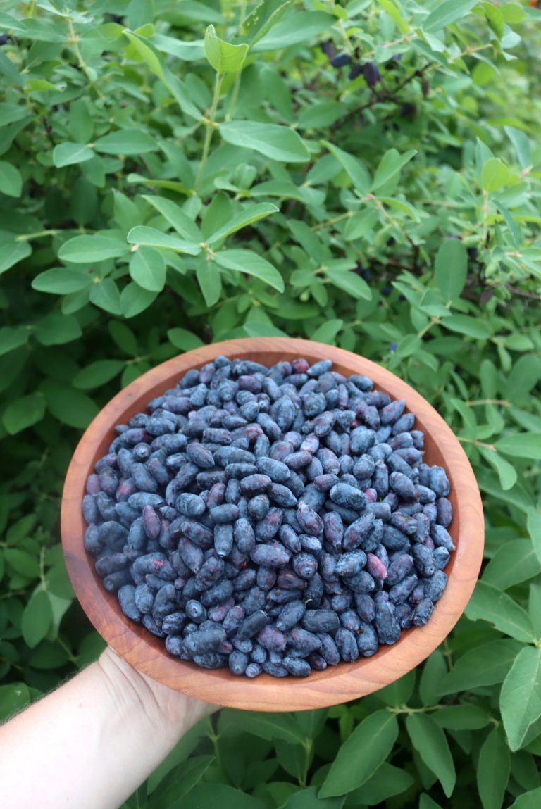 30+ Honeyberry Recipes (Haskap Fruit) - Adamant Kitchen