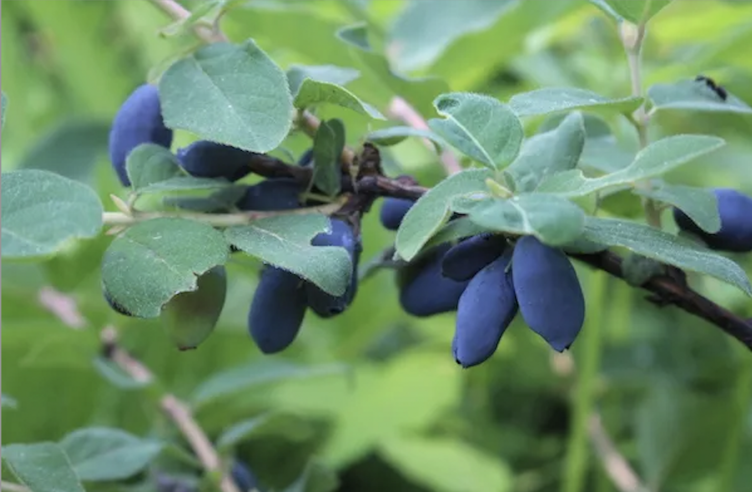 30+ Honeyberry Recipes (Haskap Fruit) - Adamant Kitchen