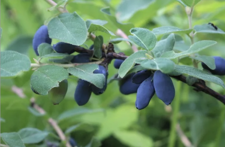 30+ Honeyberry Recipes (Haskap Fruit) - Adamant Kitchen