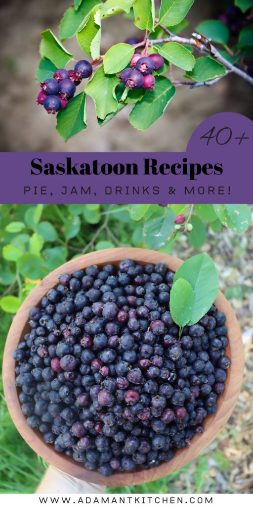 40+ Saskatoon Recipes (Serviceberries, juneberries, shadbush, etc ...
