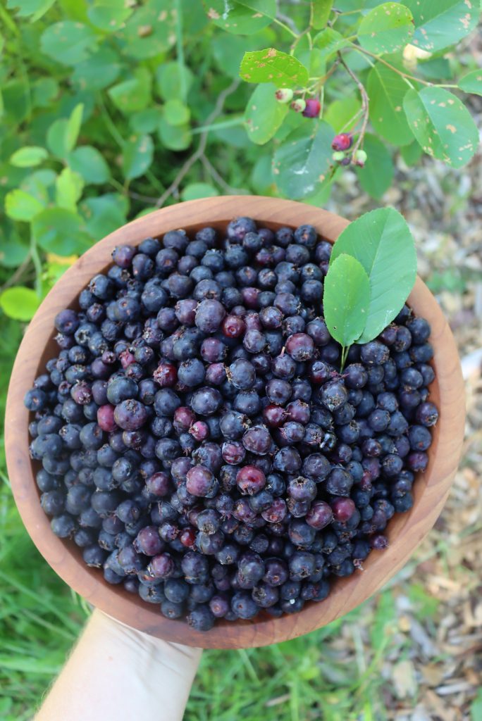 40+ Saskatoon Recipes (Serviceberries, juneberries, shadbush, etc ...