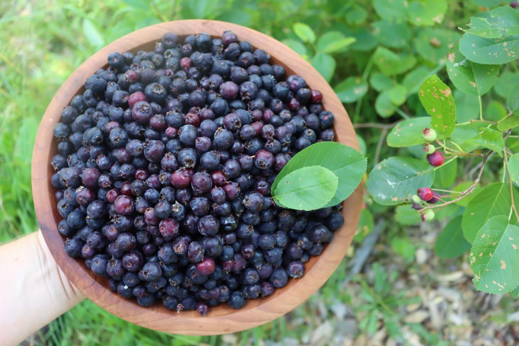 40+ Saskatoon Recipes (Serviceberries, juneberries, shadbush, etc ...