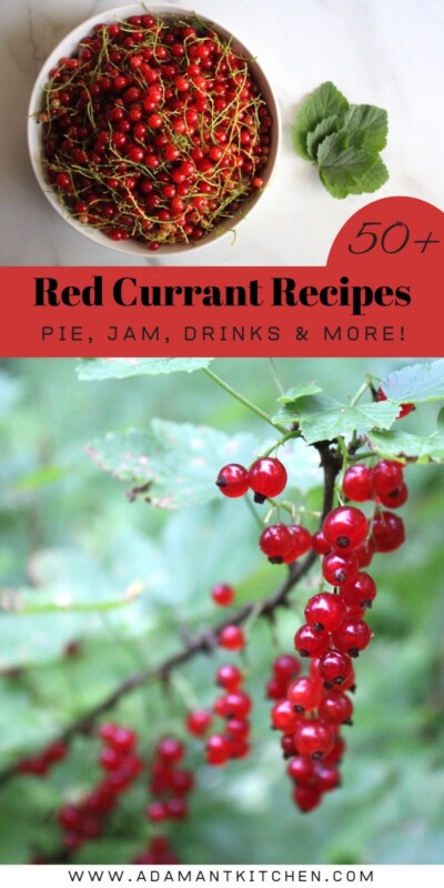 50+ Red Currant Recipes - Adamant Kitchen