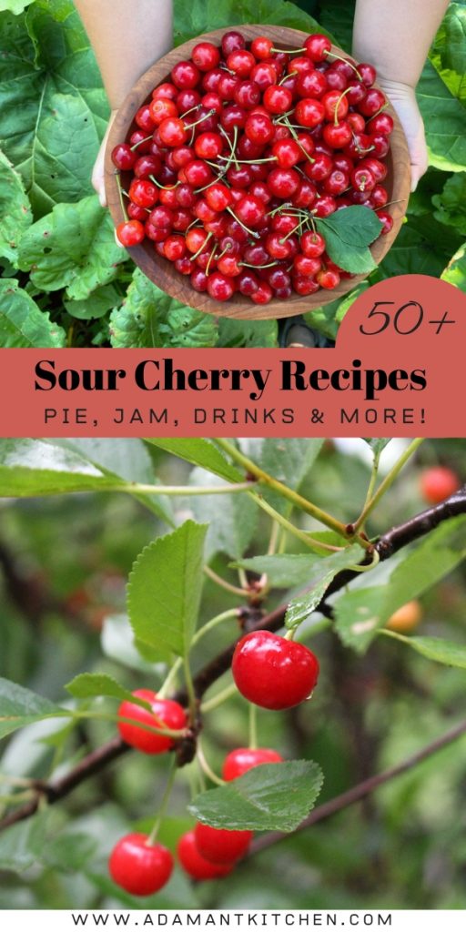 50+ Sour Cherry Recipes - Adamant Kitchen