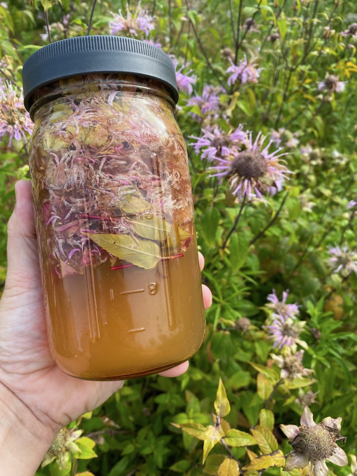 30+ Bee Balm Recipes - Adamant Kitchen