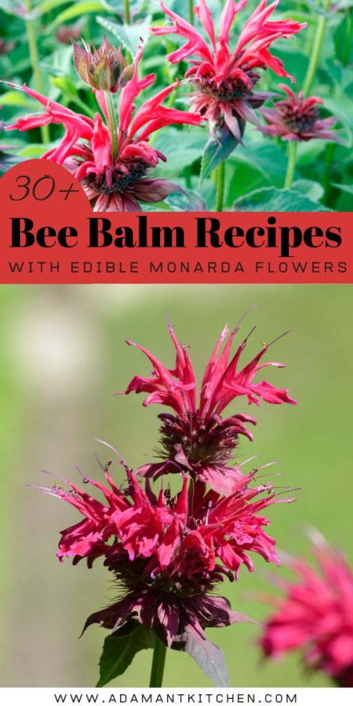 30+ Bee Balm Recipes - Adamant Kitchen