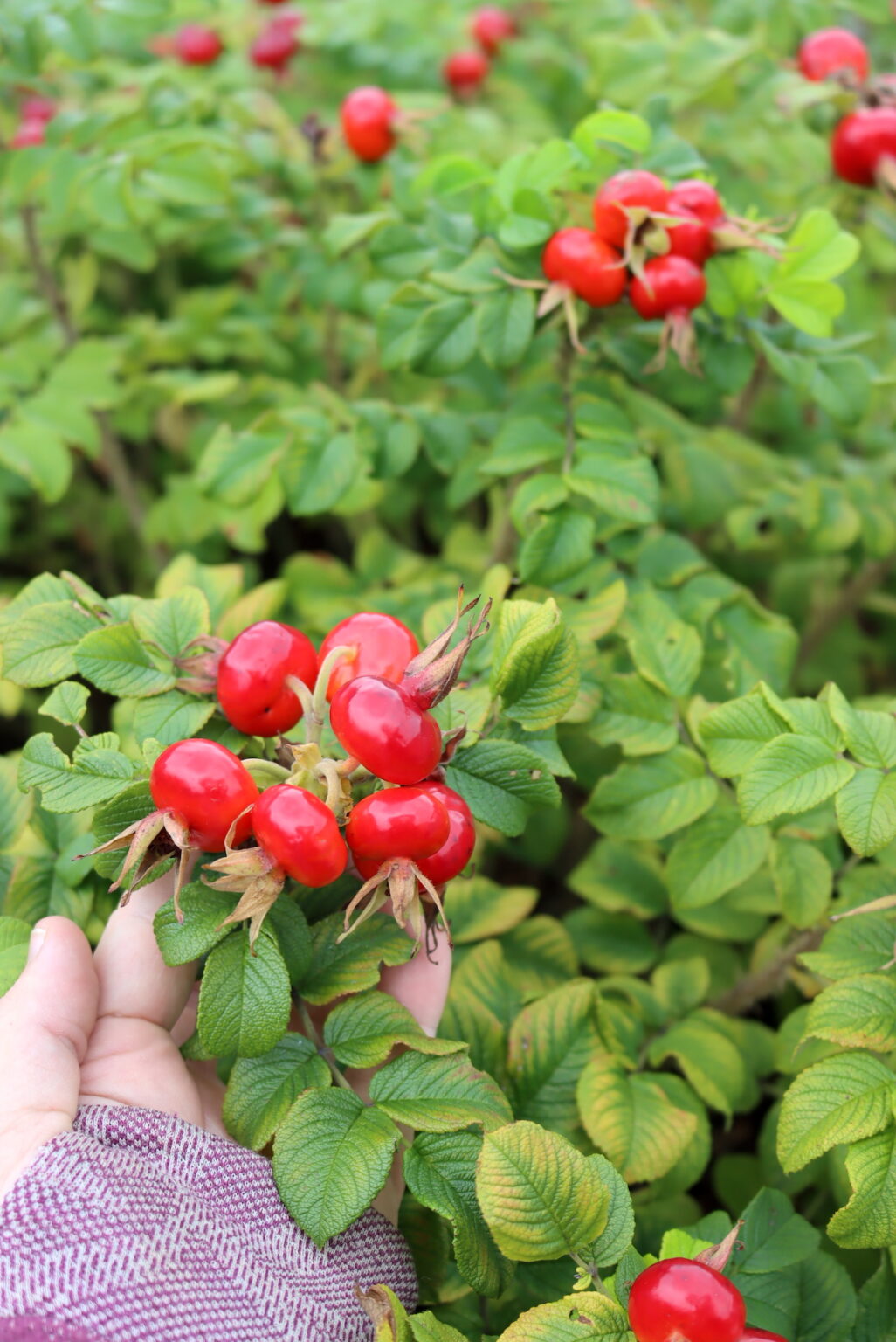 30+ Rose Hip Recipes - Adamant Kitchen
