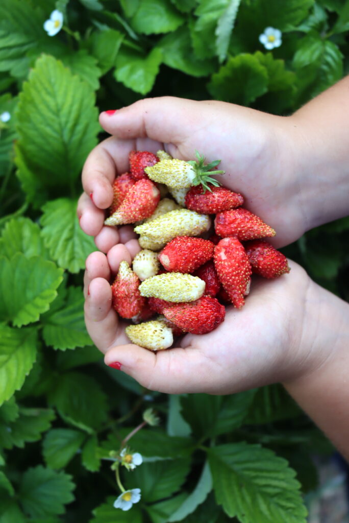 Alpine Strawberry Ice Cream - Adamant Kitchen