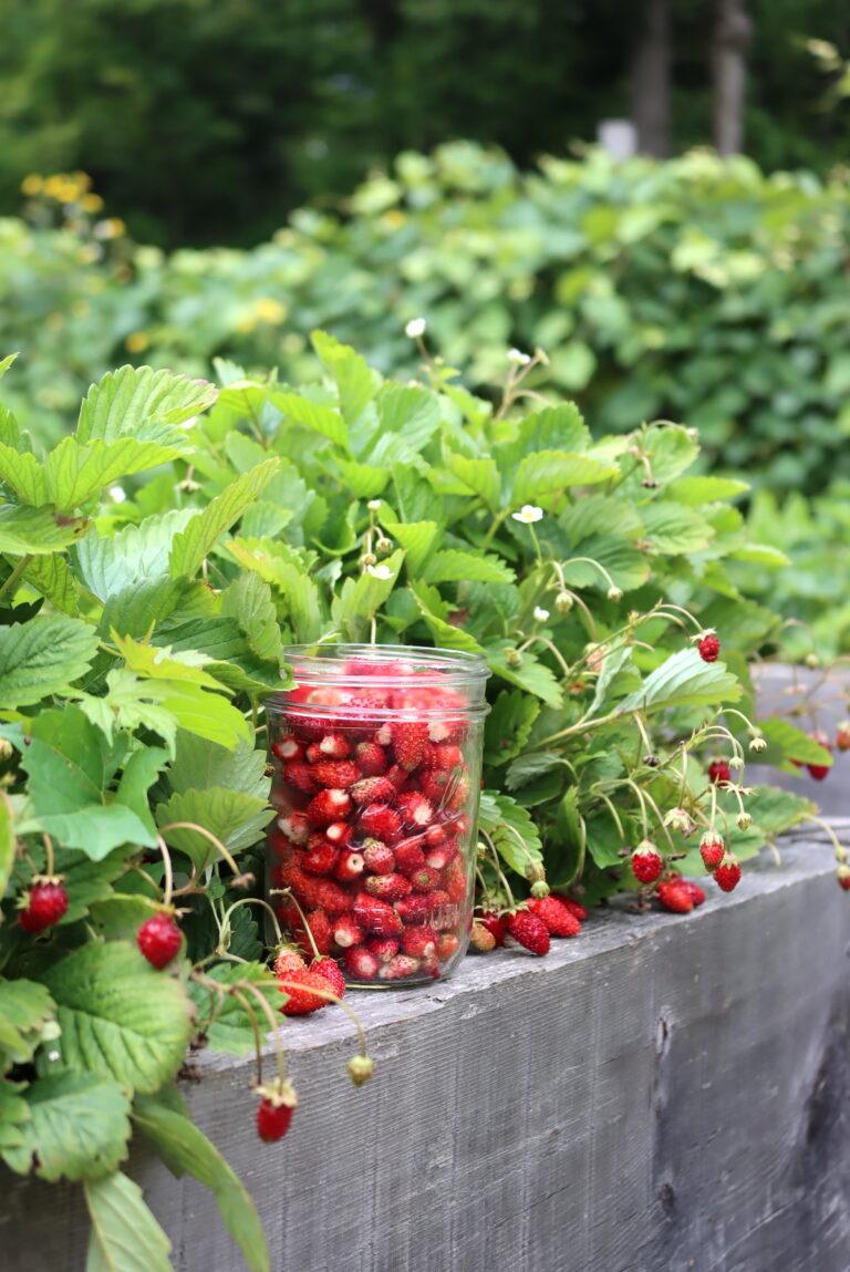 Alpine Strawberry Ice Cream - Adamant Kitchen