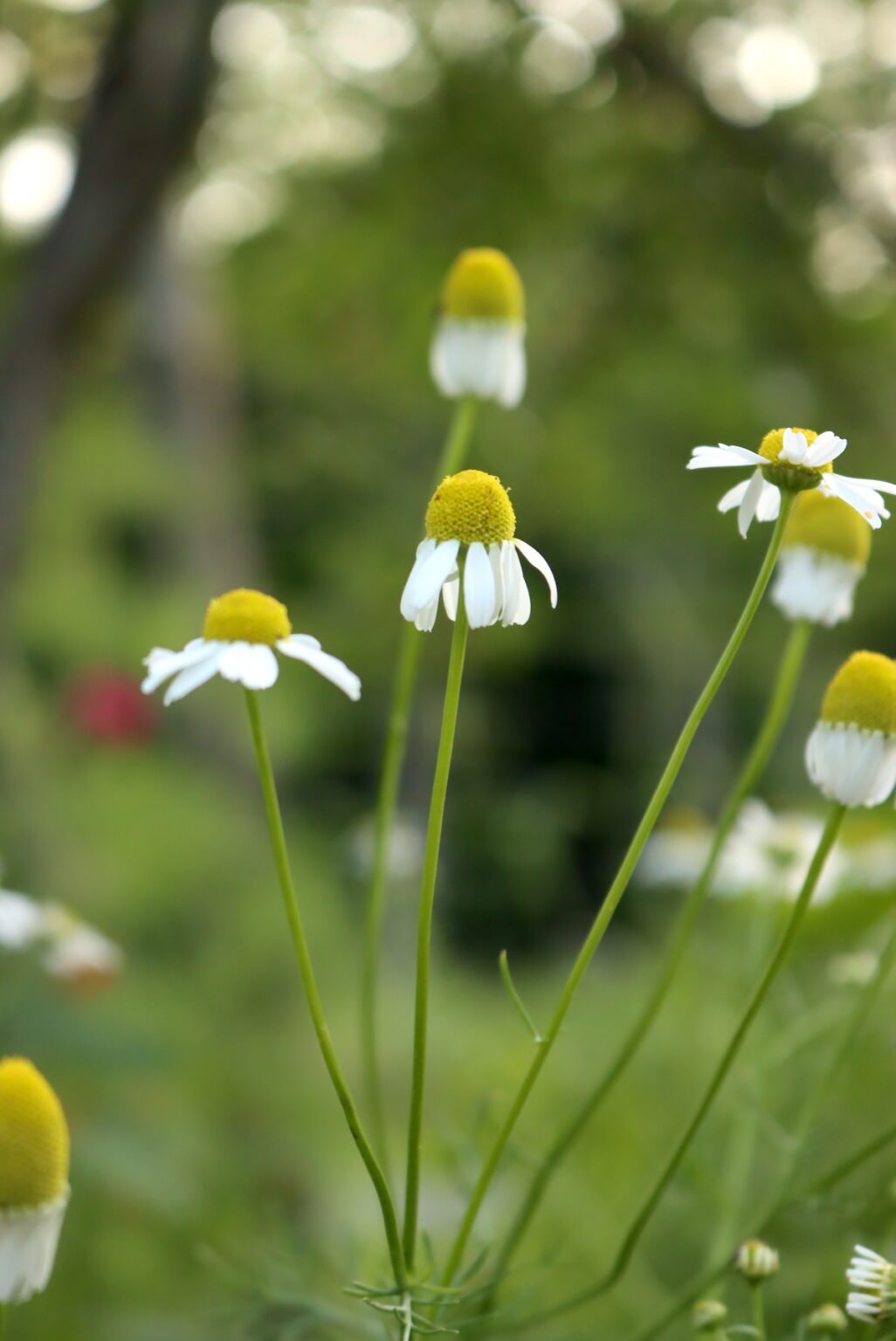 60+ Chamomile Recipes (More than just tea!) - Adamant Kitchen