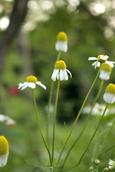 60+ Chamomile Recipes (More than just tea!) - Adamant Kitchen
