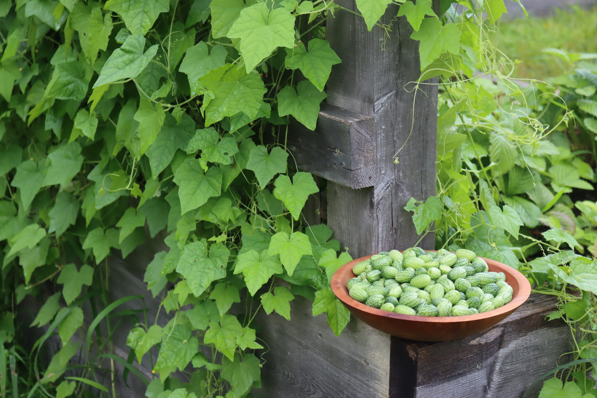 30+ Cucamelon Recipes (Tiny "Mouse Melon" Cucumbers) - Adamant Kitchen