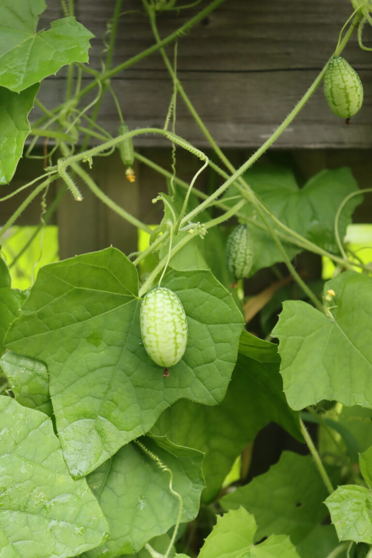 30+ Cucamelon Recipes (Tiny "Mouse Melon" Cucumbers) - Adamant Kitchen