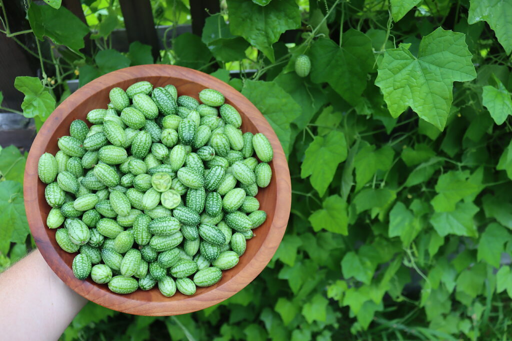 30+ Cucamelon Recipes (Tiny "Mouse Melon" Cucumbers) - Adamant Kitchen