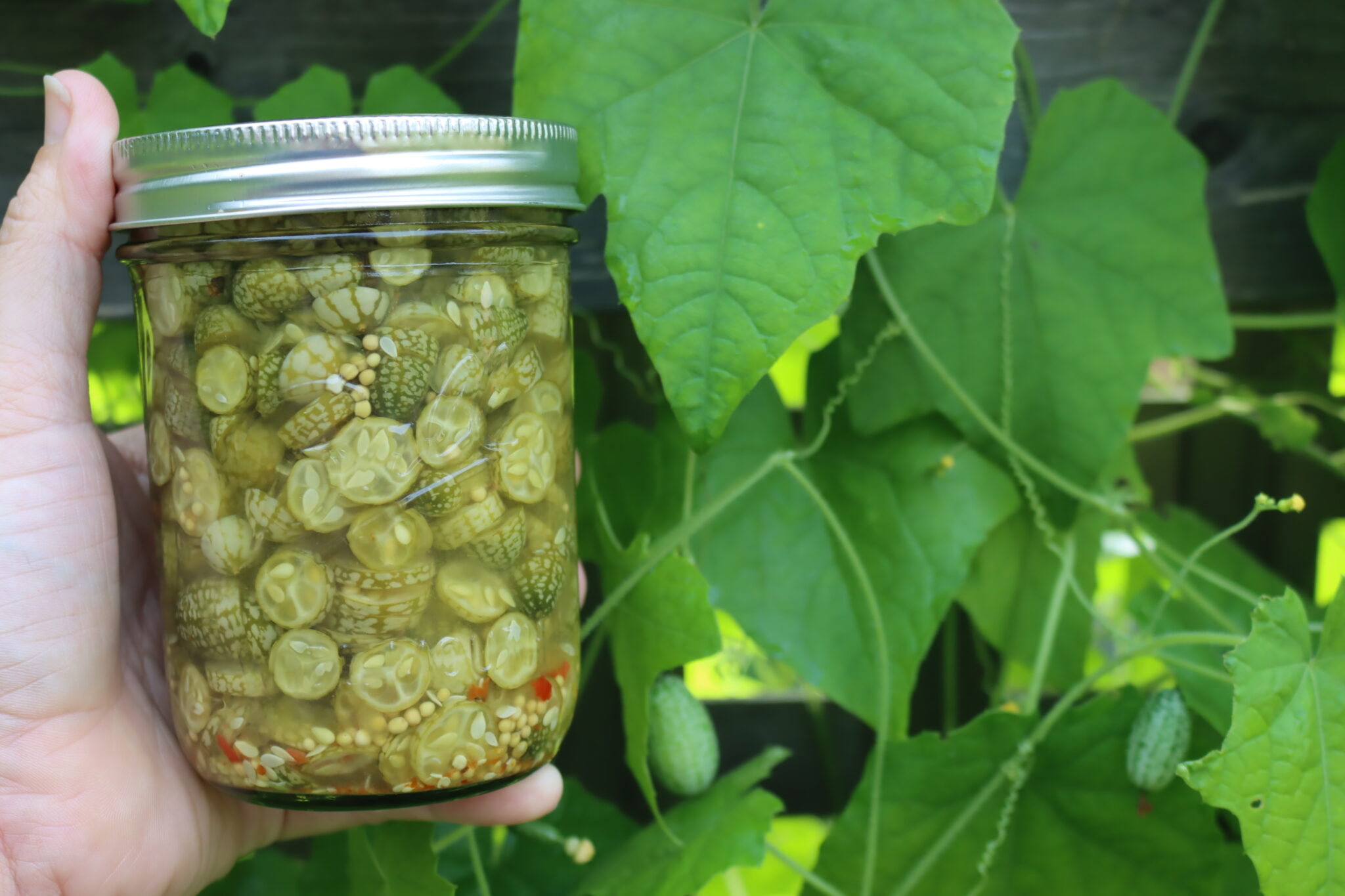 30+ Cucamelon Recipes (Tiny "Mouse Melon" Cucumbers) - Adamant Kitchen