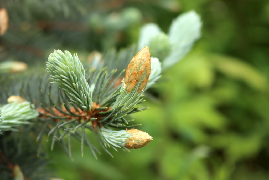 50+ Spruce Tip Recipes - Adamant Kitchen