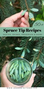 50+ Spruce Tip Recipes - Adamant Kitchen