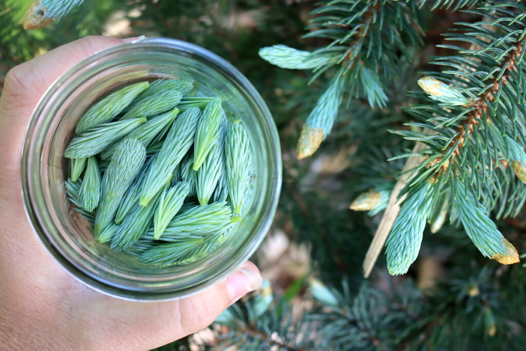 50+ Spruce Tip Recipes - Adamant Kitchen
