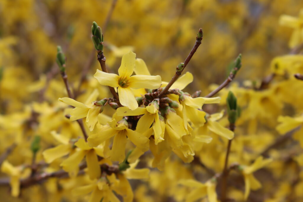 30+ Forsythia Recipes (Yes, it's Edible!) - Adamant Kitchen