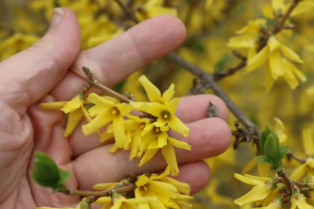 30+ Forsythia Recipes (Yes, it's Edible!) - Adamant Kitchen