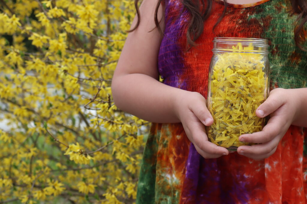 30+ Forsythia Recipes (Yes, it's Edible!) - Adamant Kitchen