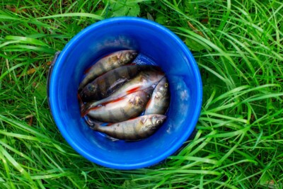 50+ Perch Recipes (for Your Wild Catch) - Adamant Kitchen