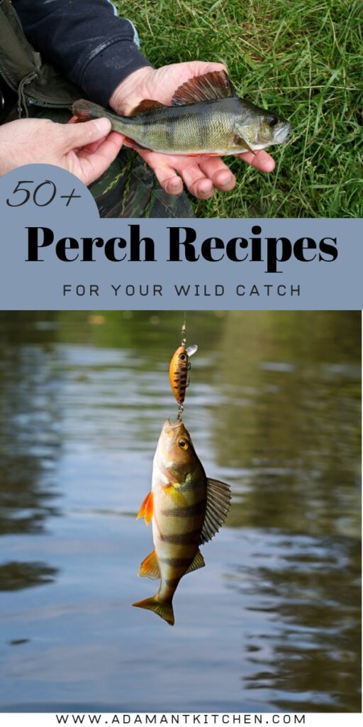 50+ Perch Recipes (for Your Wild Catch) - Adamant Kitchen