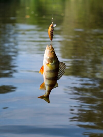 50+ Perch Recipes (for Your Wild Catch) - Adamant Kitchen