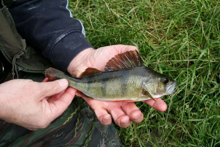 50+ Perch Recipes (for Your Wild Catch) - Adamant Kitchen