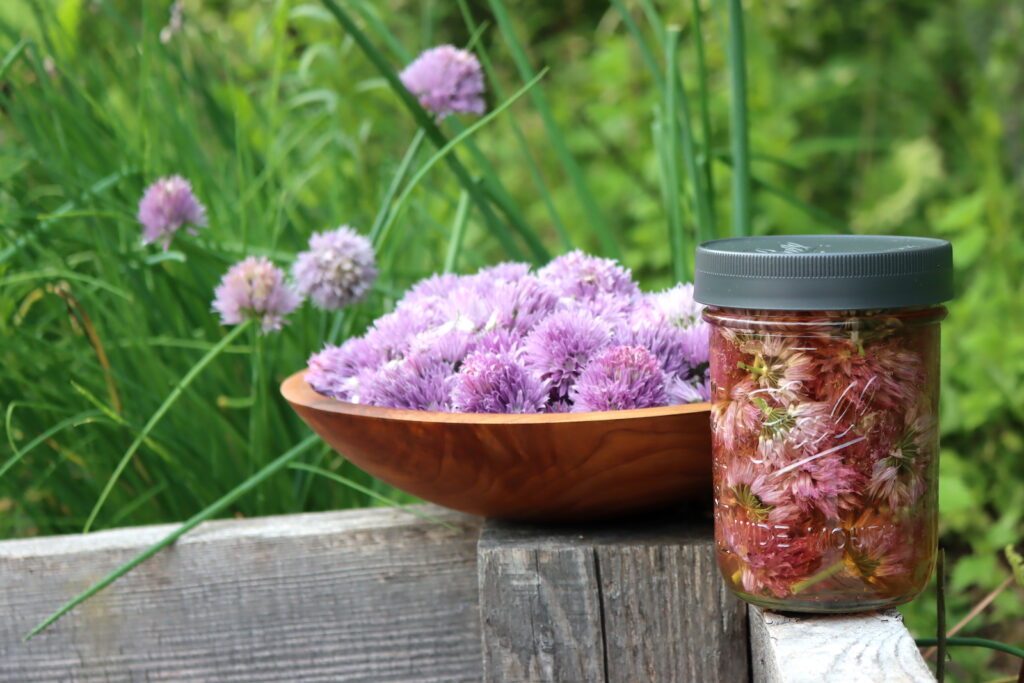 Chive Blossom Vinegar - Adamant Kitchen