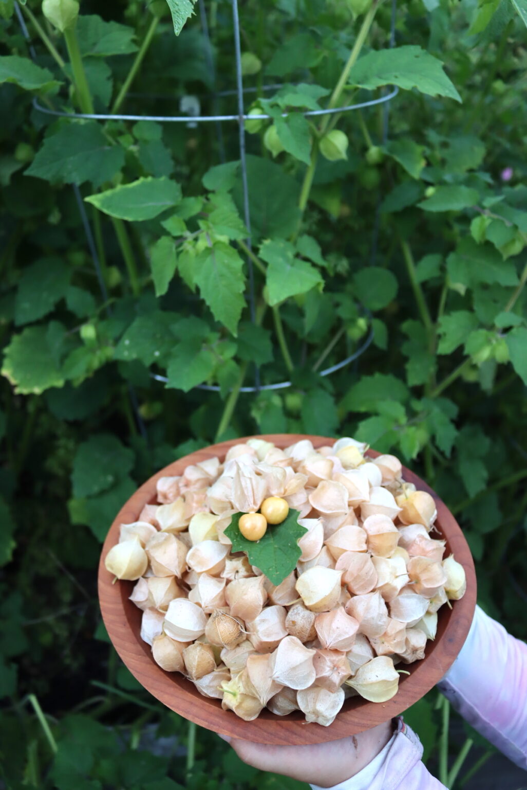 20+ Ground Cherry Recipes (Husk Cherries) - Adamant Kitchen