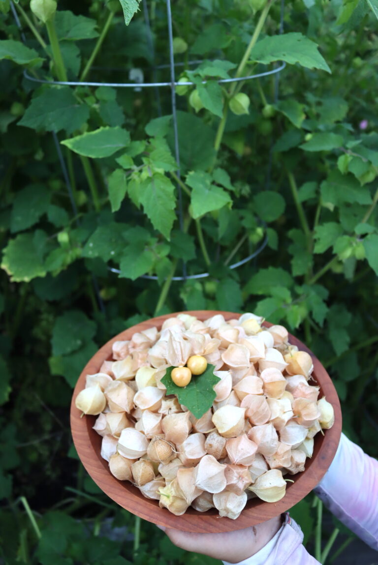 20+ Ground Cherry Recipes (Husk Cherries) - Adamant Kitchen