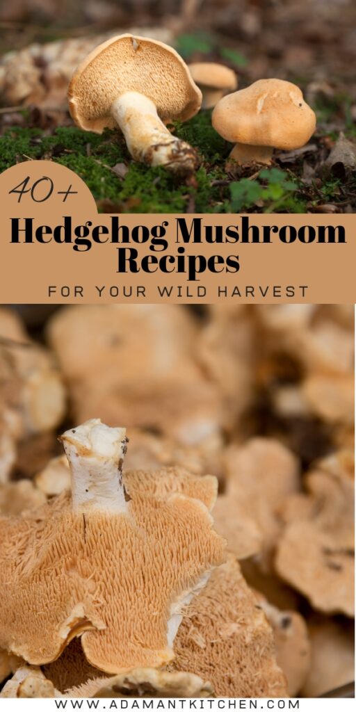 40+ Hedgehog Mushroom Recipes - Adamant Kitchen