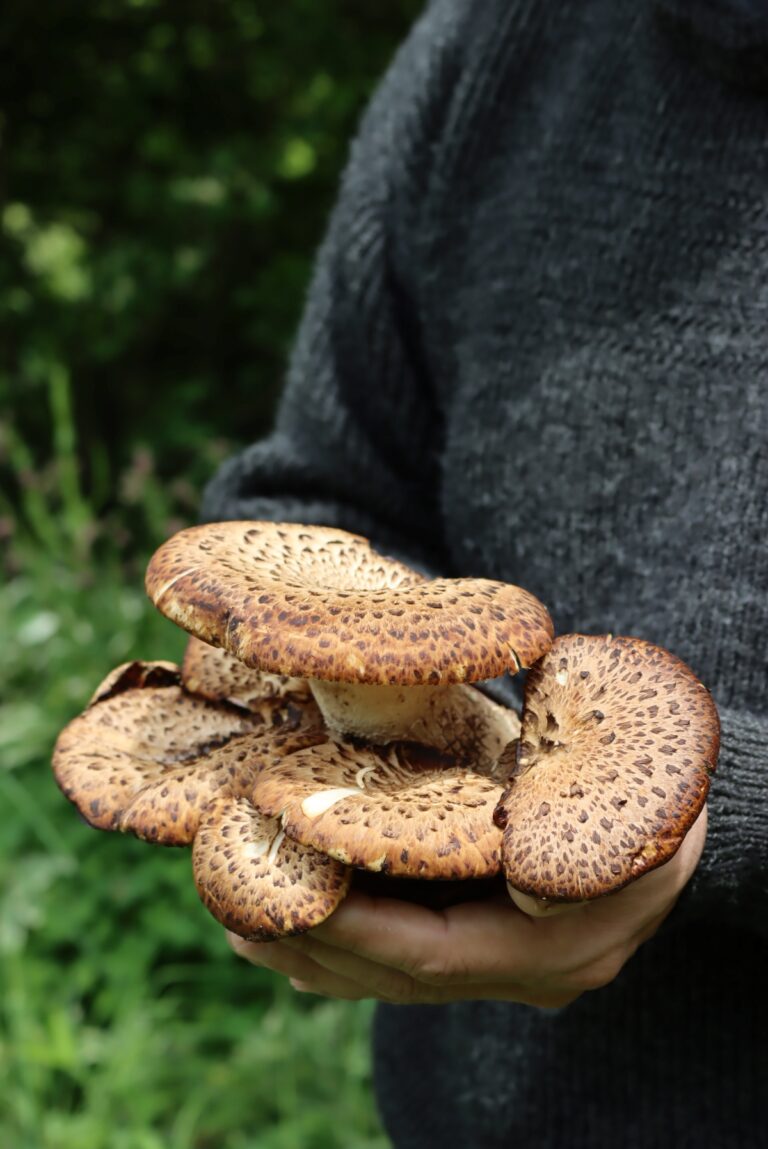 30+ Pheasant Back Mushroom Recipes - Adamant Kitchen