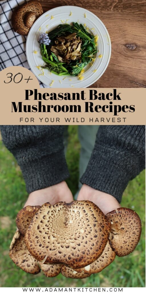 30+ Pheasant Back Mushroom Recipes - Adamant Kitchen