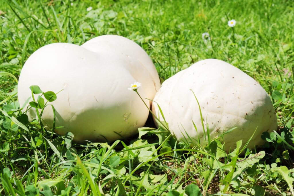 40+ Puffball Mushroom Recipes - Adamant Kitchen