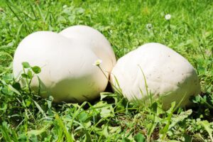 40+ Puffball Mushroom Recipes - Adamant Kitchen