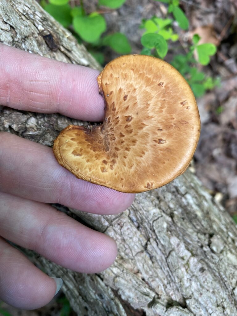 30+ Pheasant Back Mushroom Recipes