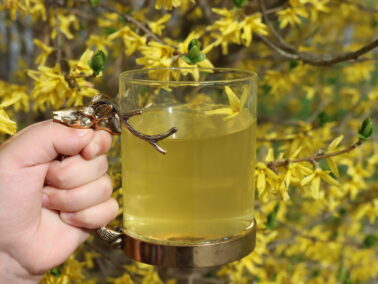 30+ Forsythia Recipes (Yes, it's Edible!) - Adamant Kitchen